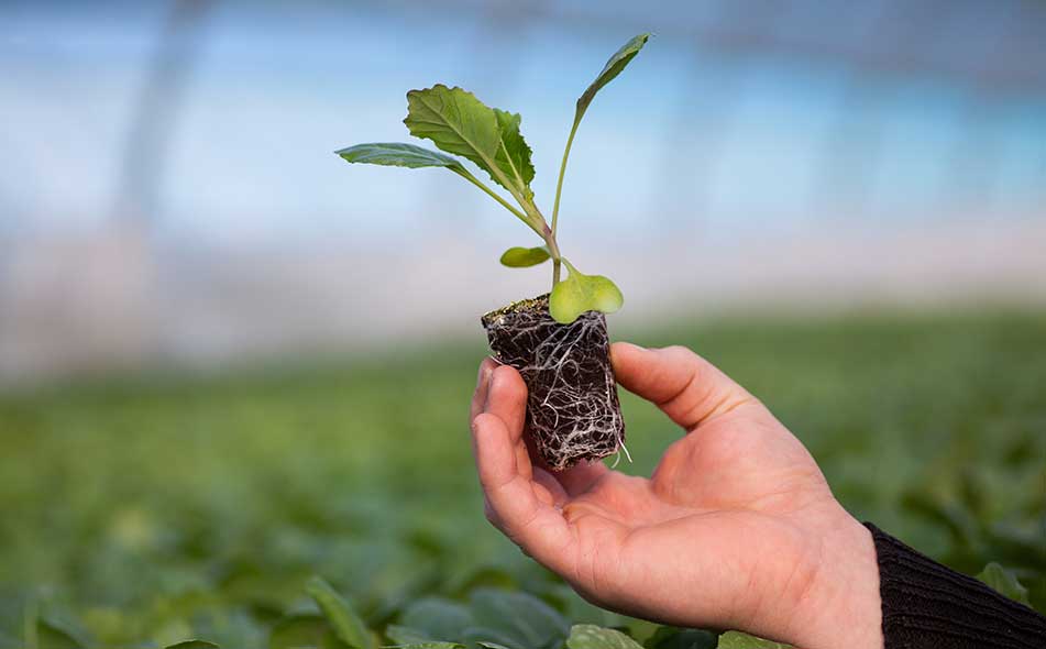 Application to crop cultivation explained | DAZZEON